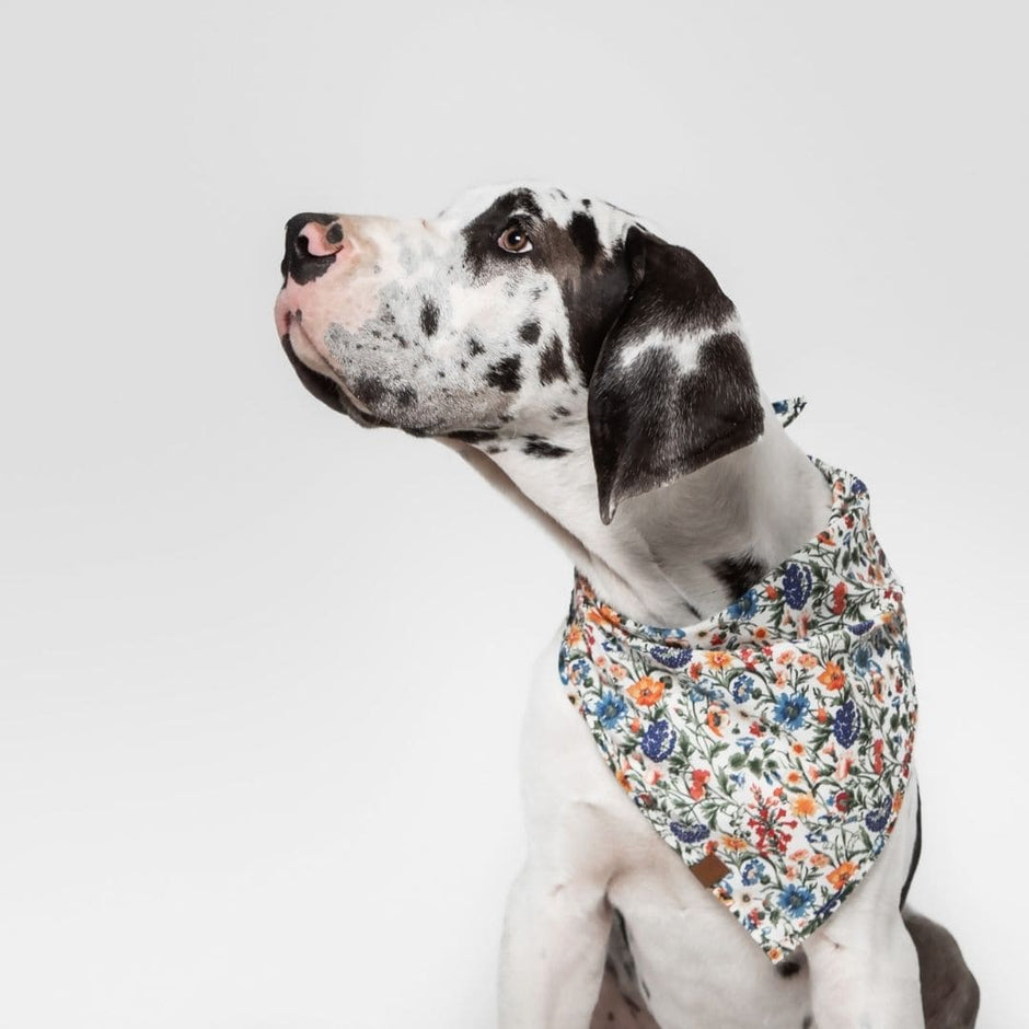 CLOUD7 | Fedt design til din hund | – TheWoofPack.dk